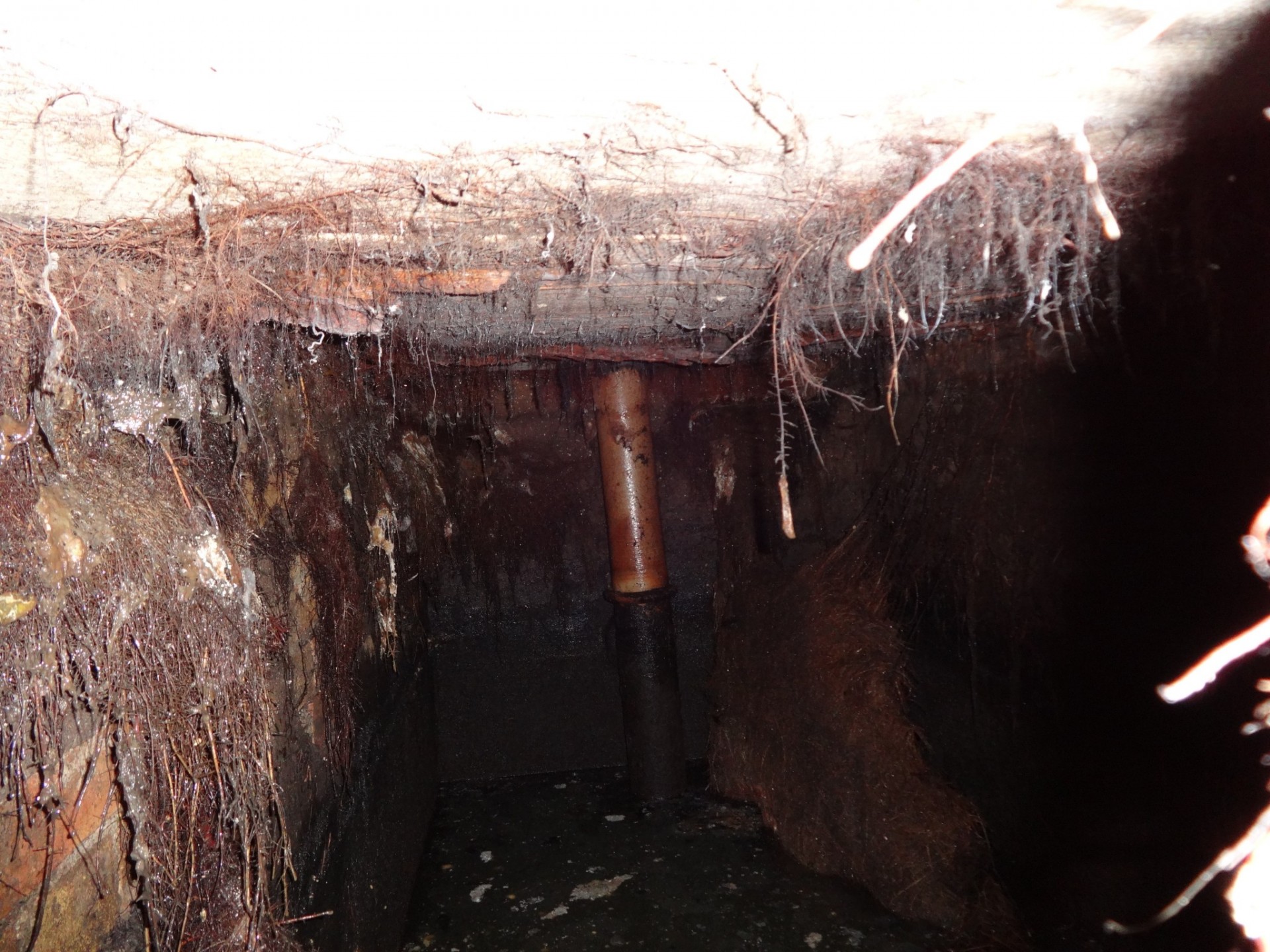 Tree Roots Inside Septic Tnk Mantair